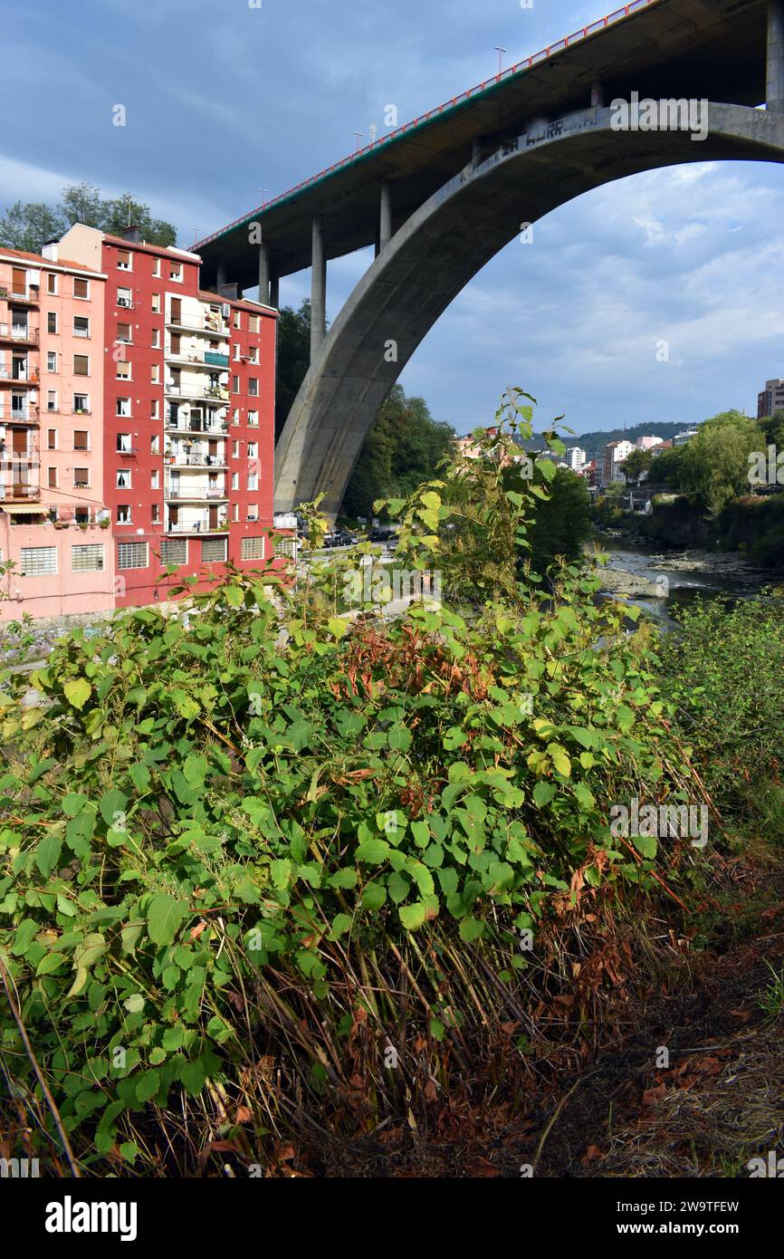 The invasive plant Japanese knotweed (Reynoutria japonica or Fallopia ...
