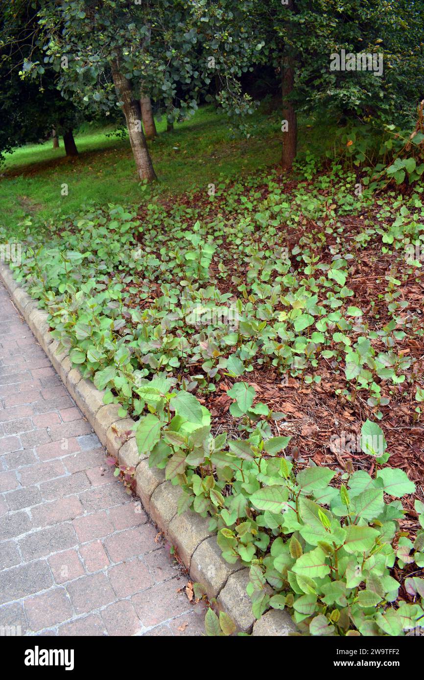 The invasive plant Japanese knotweed (Reynoutria japonica or Fallopia ...