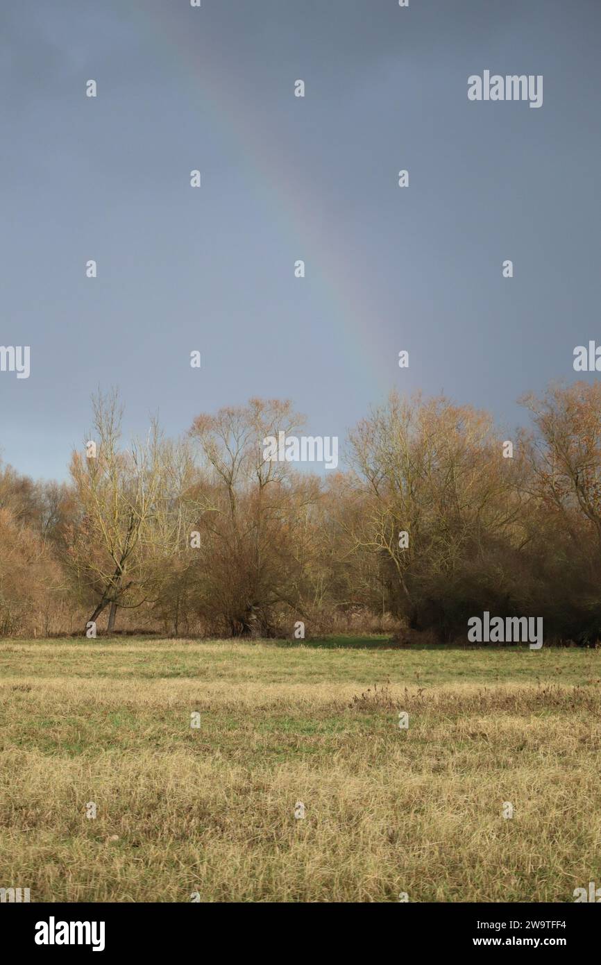 Pollarded oak trees hi-res stock photography and images - Alamy