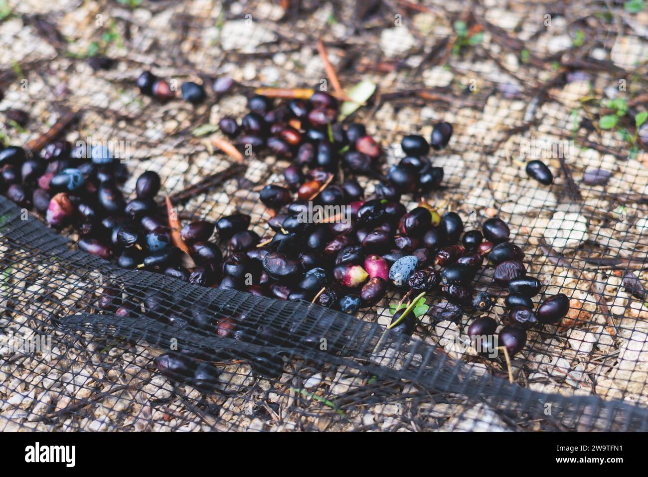 Process of harvesting collecting olives, pile bunch of fresh harvested ...