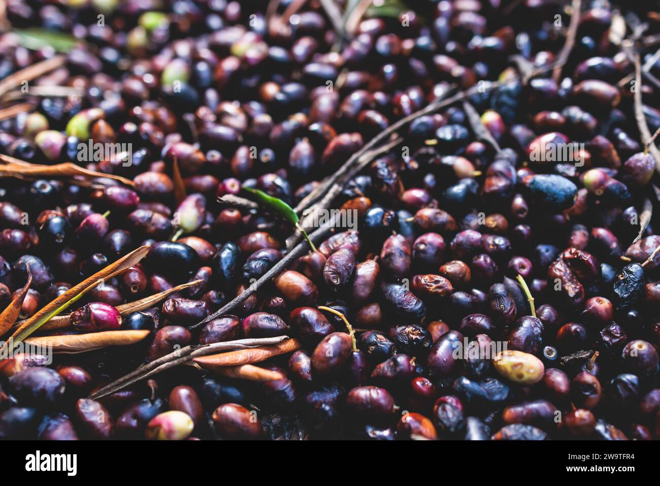 Process of harvesting collecting olives, pile bunch of fresh harvested ...