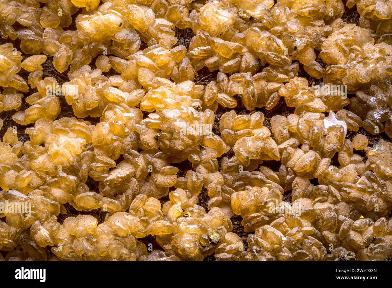 siderite macro detail texture background. close-up raw rough unpolished ...