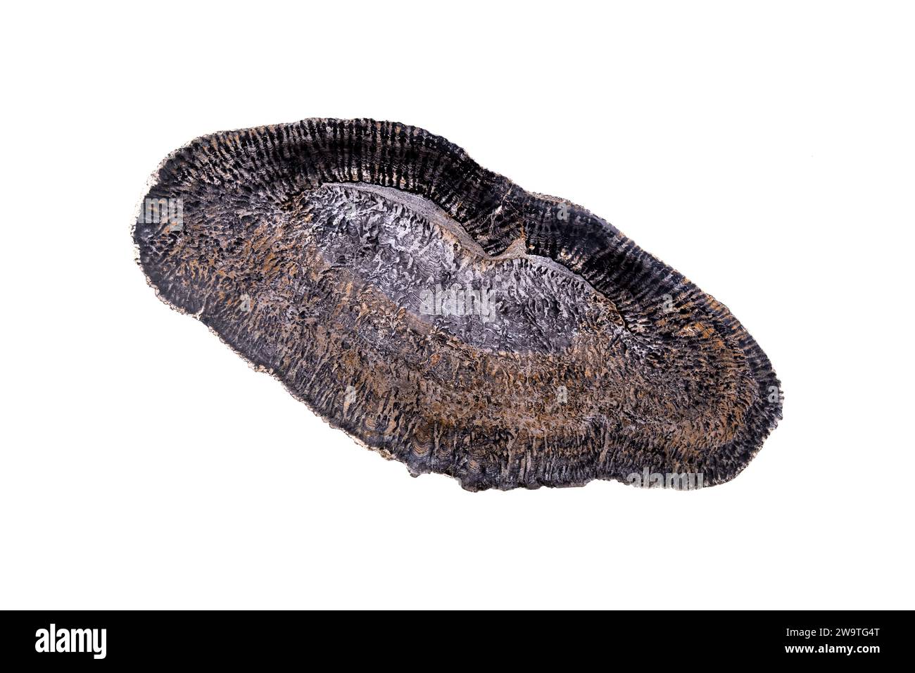 Fossil blue green algae hi-res stock photography and images - Alamy