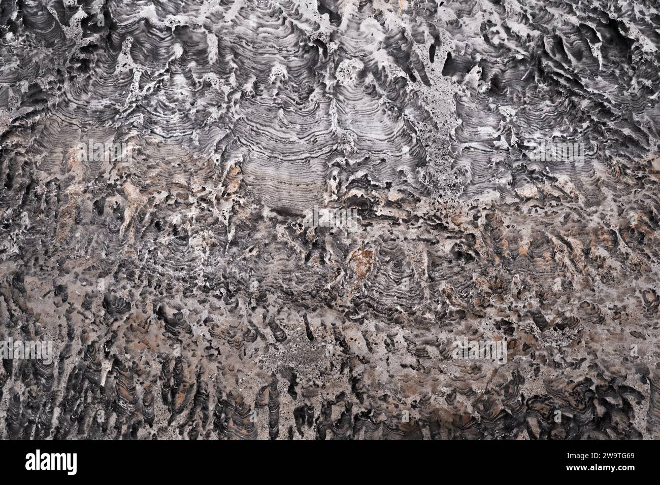 petrified (silicious) blue green algae stromatolite from the Permian ...