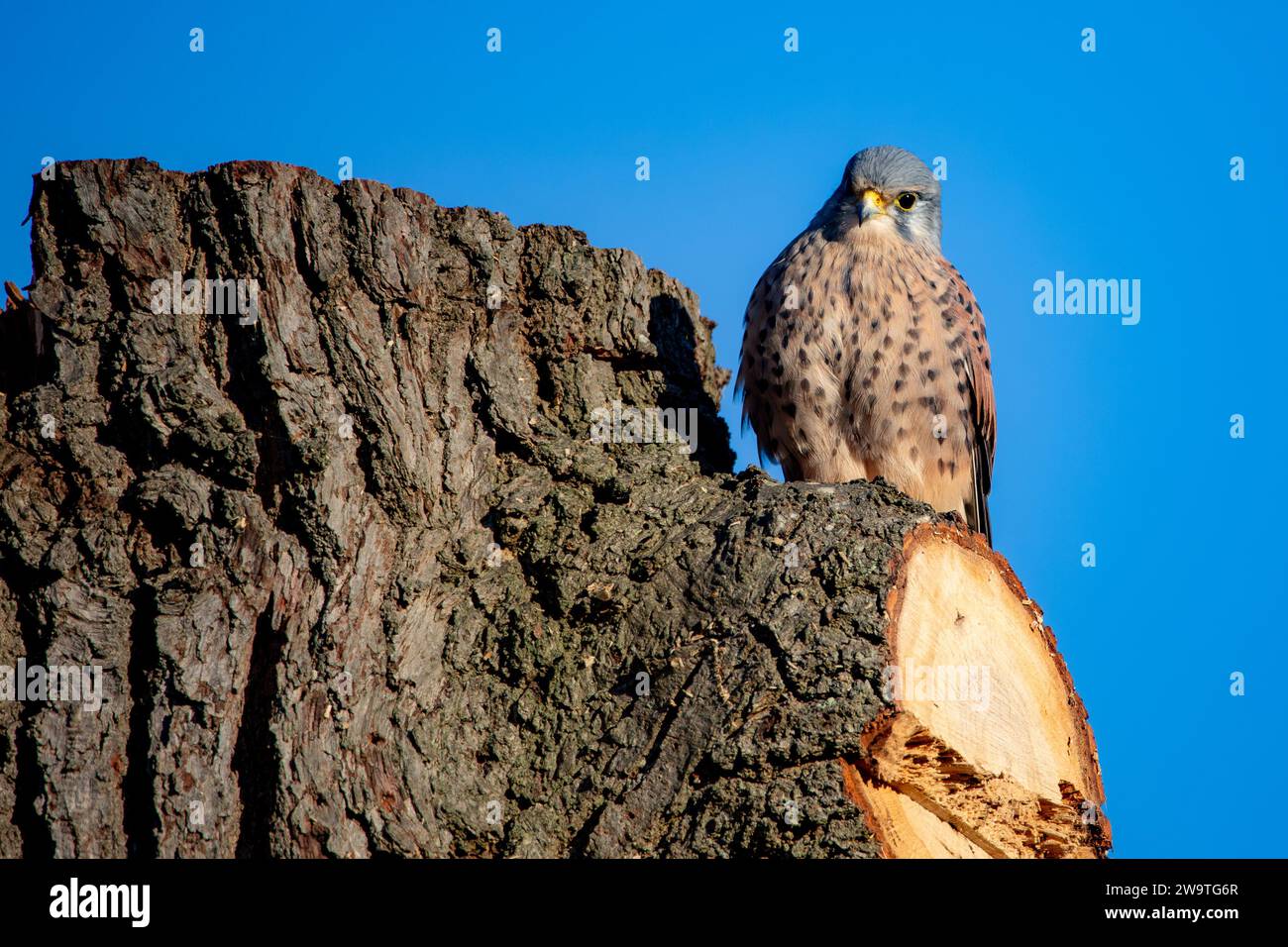A kestrel sitting on a tall tree stump in Richmond park, London, UK ...