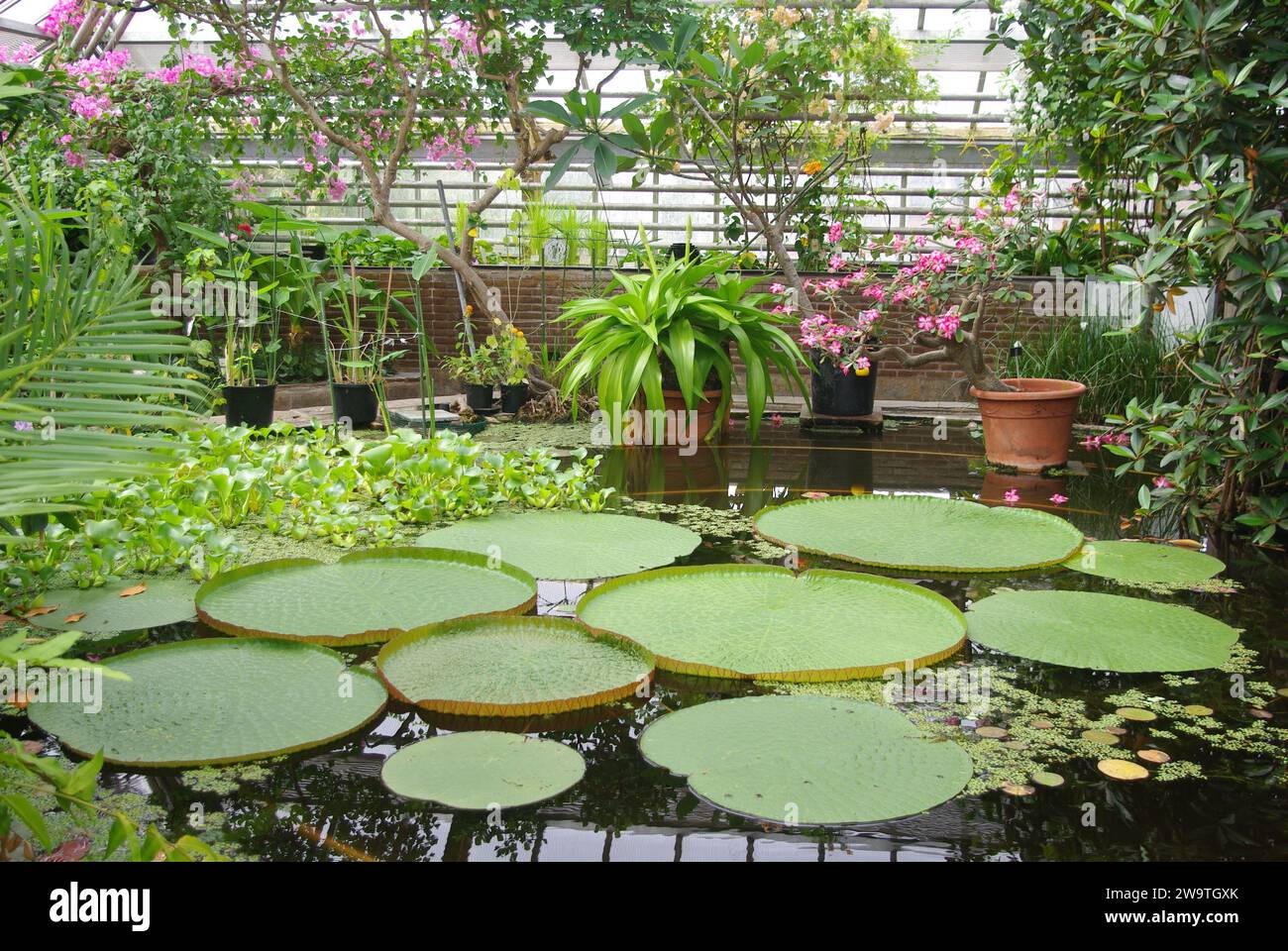 Giant water lilies( Victoria Amazonia) in the Botanical Gardens, Leiden ...
