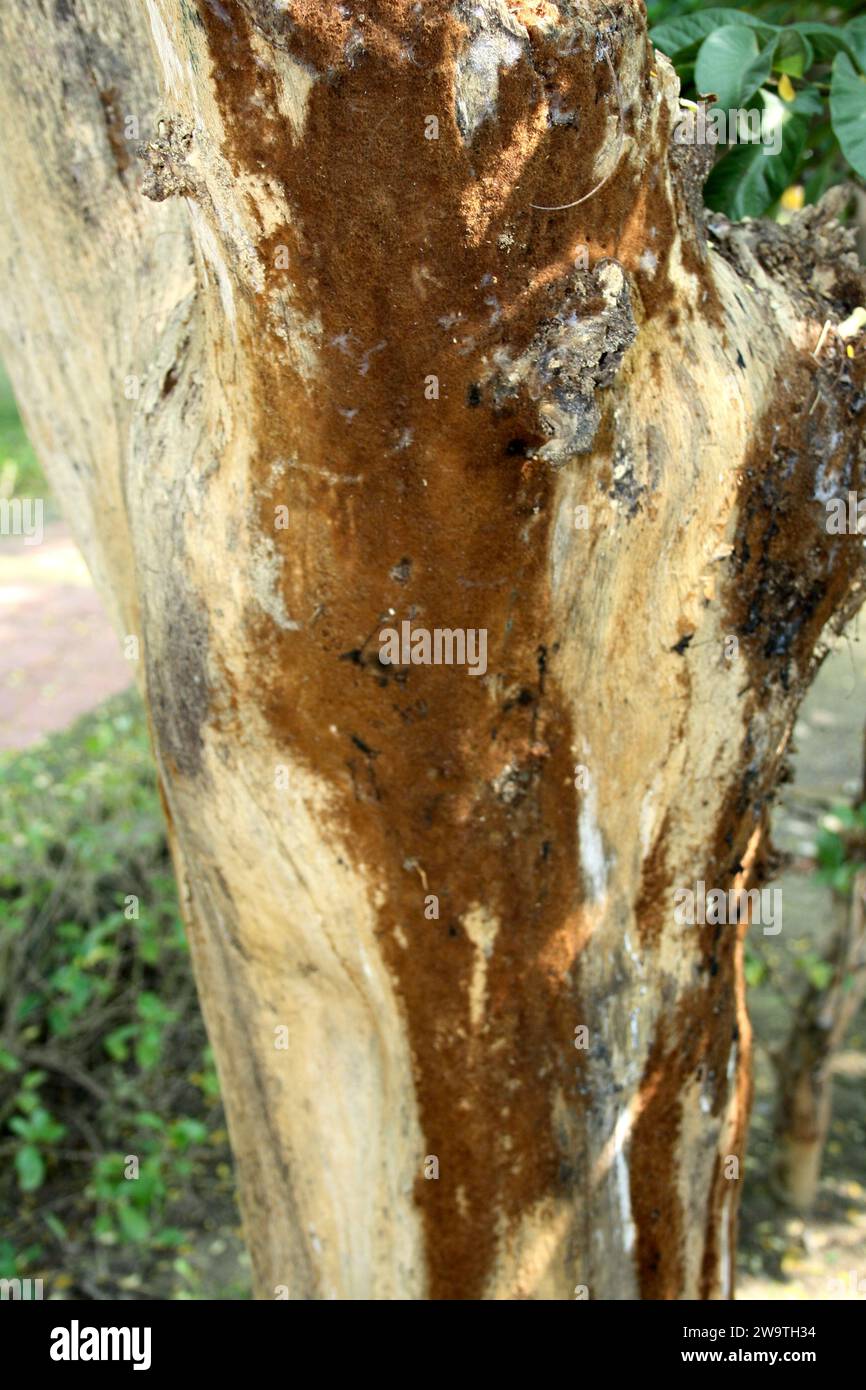 Brown Crust or patch fungi (corticioid fungi) growing on a dead tree ...