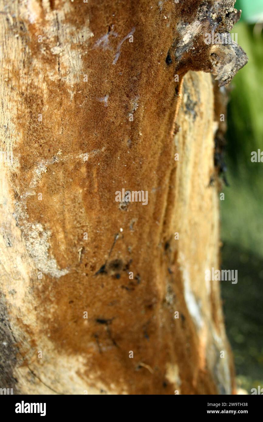 Brown Crust or patch fungi (corticioid fungi) growing on a dead tree ...