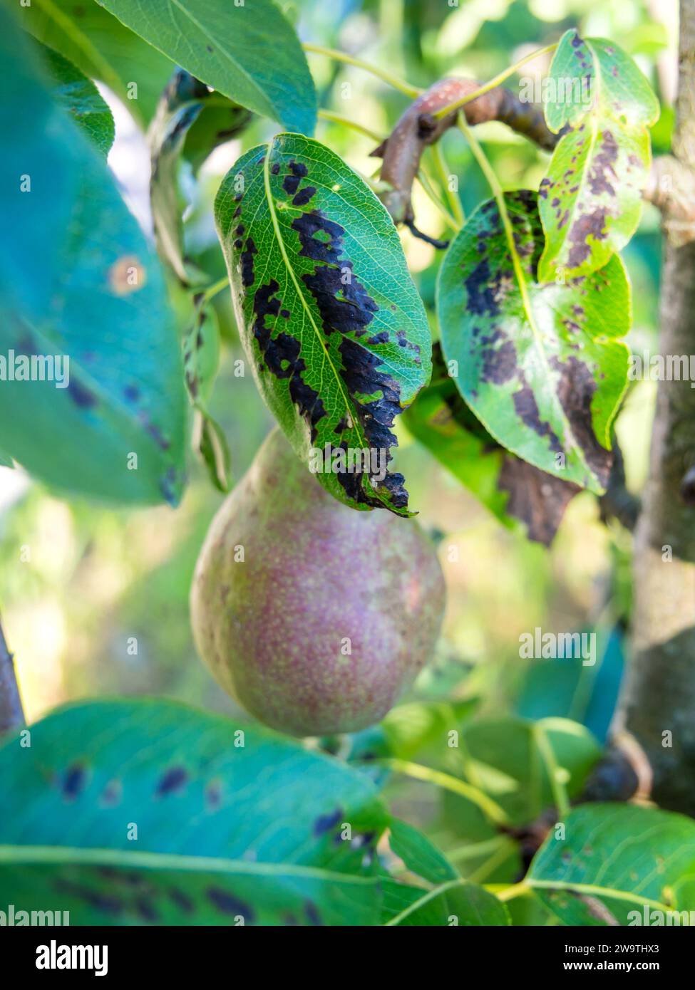Young pear tree with black-spotted leaves Stock Photo - Alamy