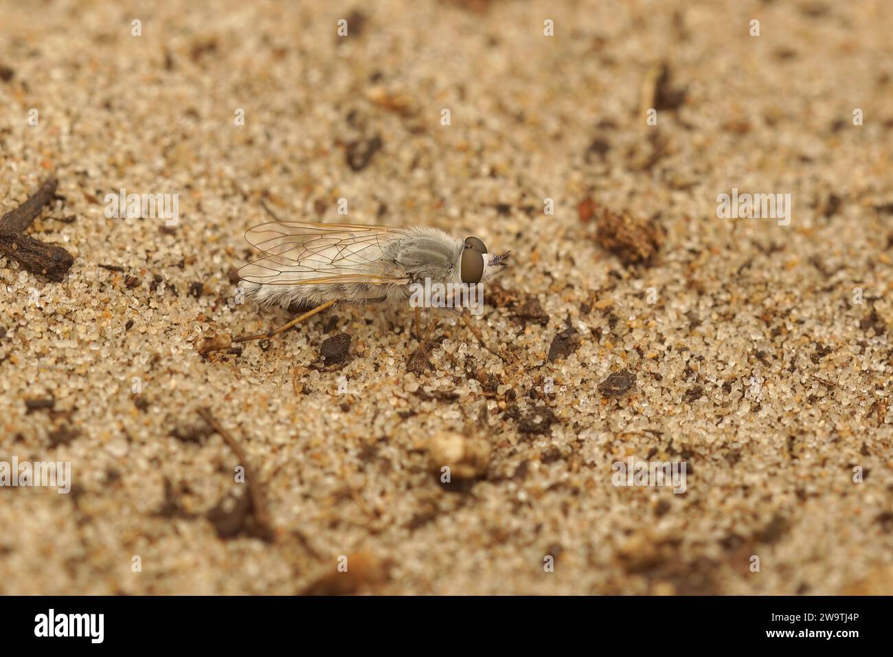 Natural closeup on a white haired Therevidae stilleto fly, Acrosathe ...