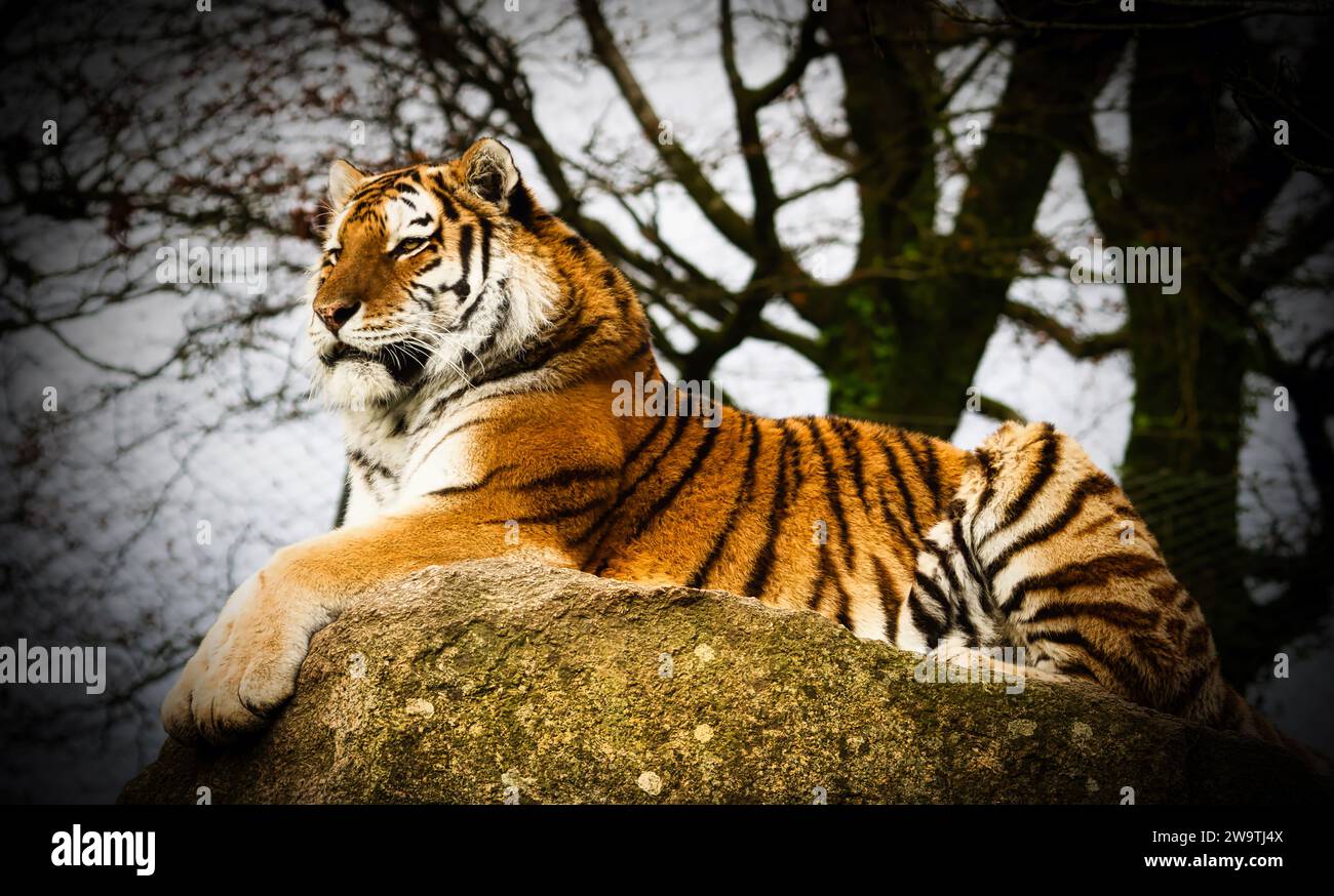 Tiger stipes hi-res stock photography and images - Alamy