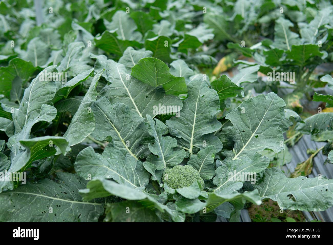Broccoli plant with flowers and green leaves. Agriculture concept Stock ...