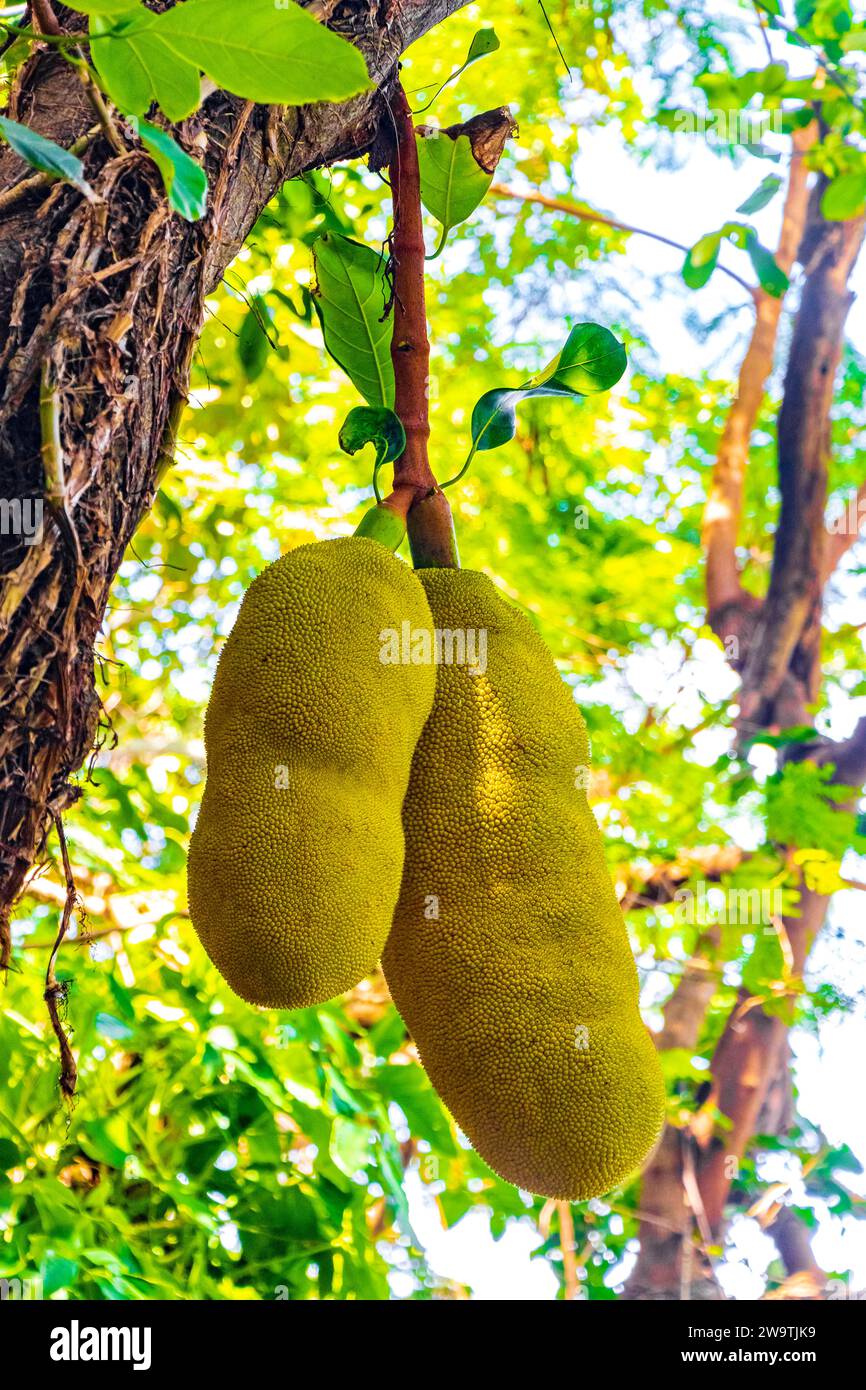 Jackfruit Artocarpus Heterophyllus Growing On Jack Tree In The Nature ...