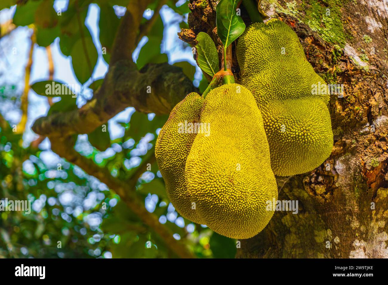 Jackfruit Artocarpus Heterophyllus Growing On Jack Tree In The Nature ...