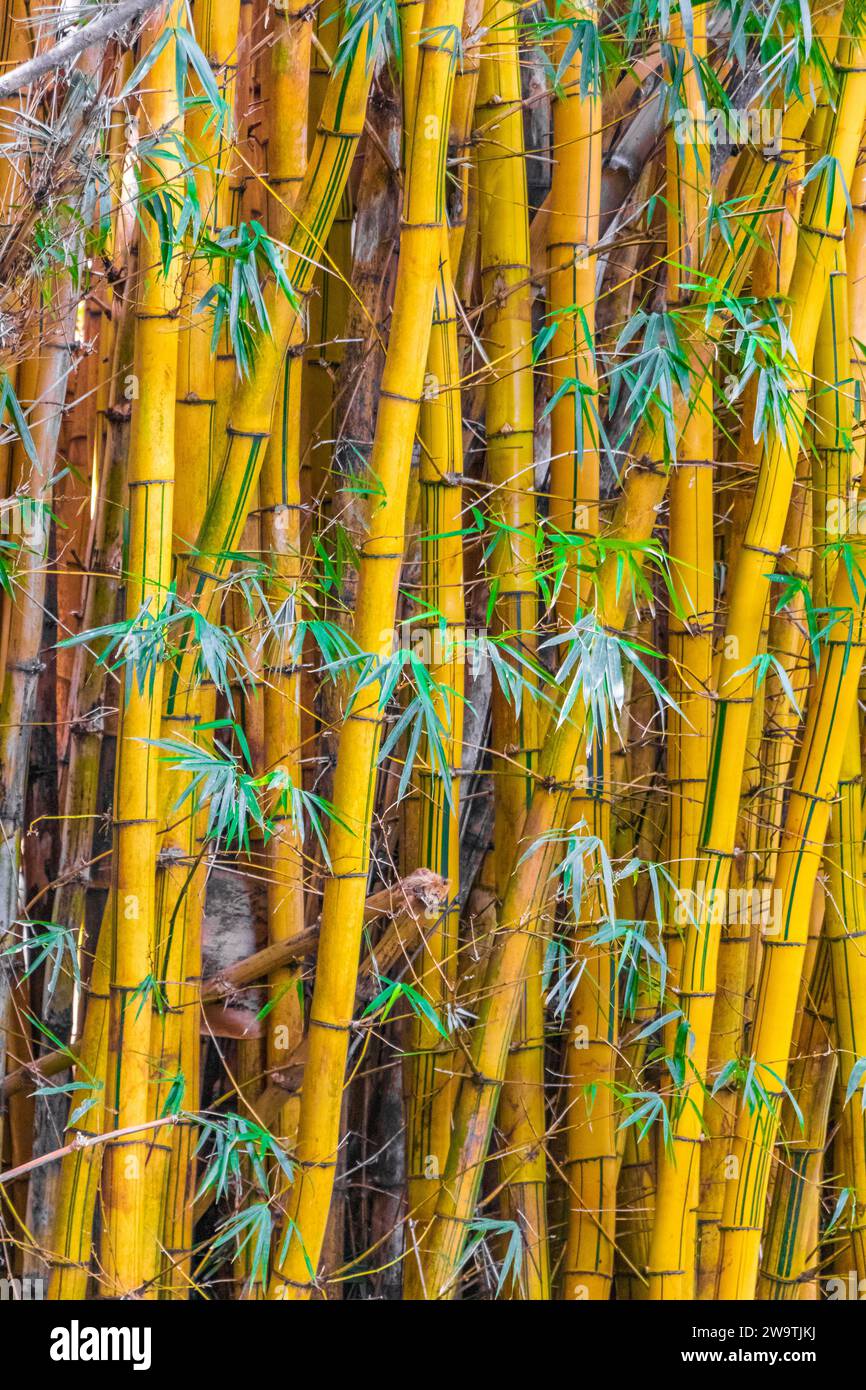 Green Yellow Bamboo Trees In Tropical Forest Of San José Province Costa ...