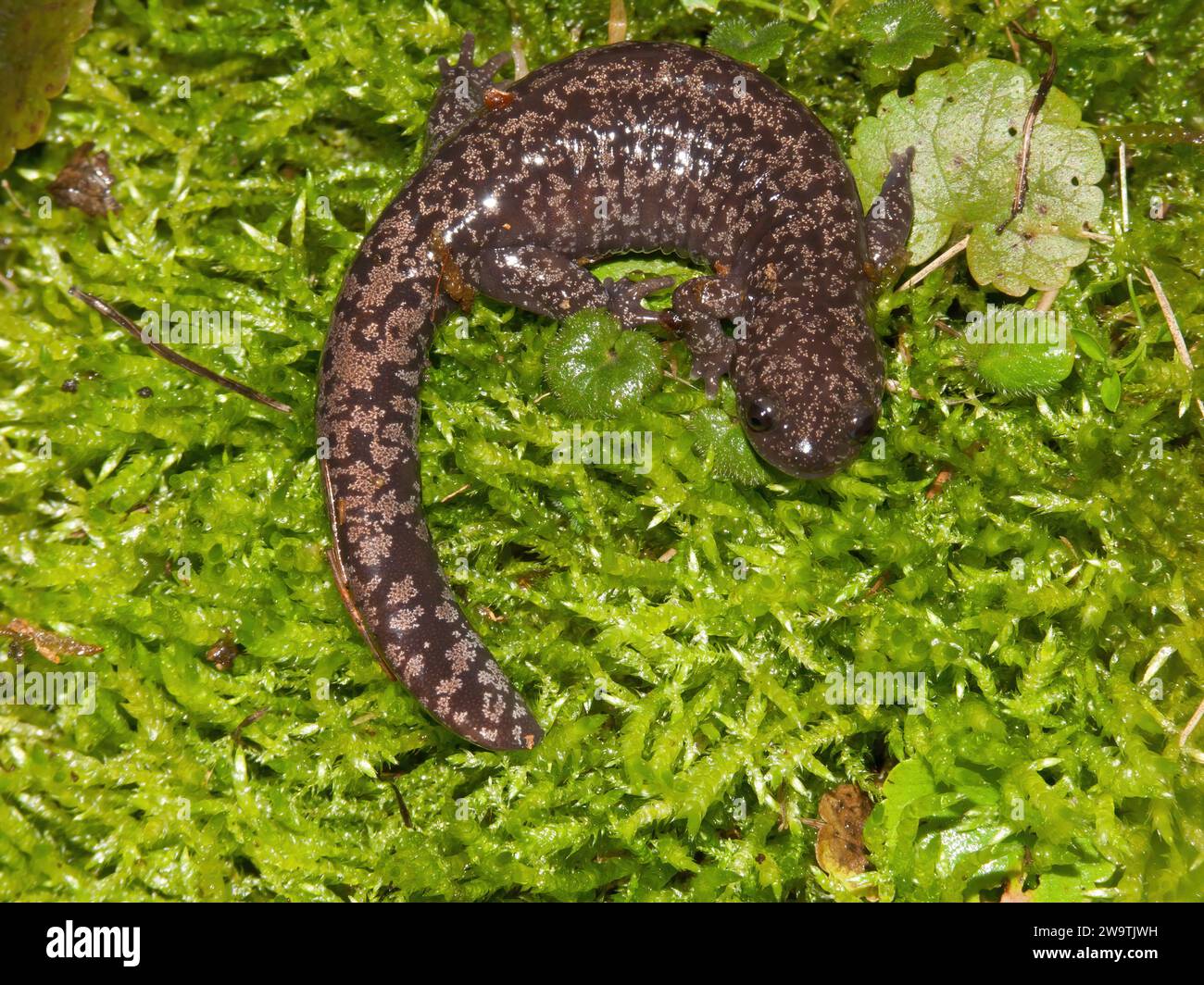 Natural closeup on the rare spotted or blotched Shahami salamander ...