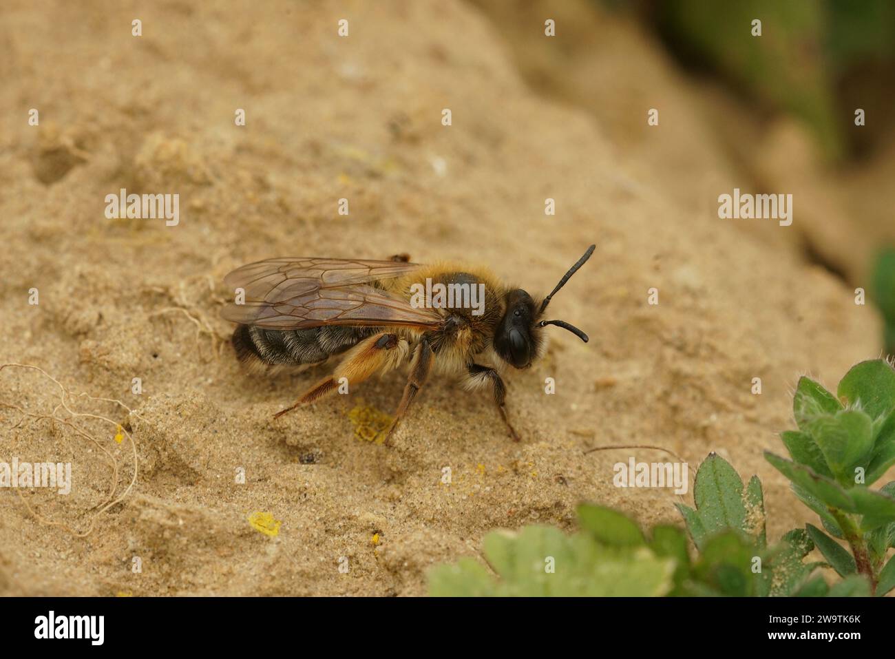 Natural closeup shot on a female gray-gastered mining bee, Andrena ...