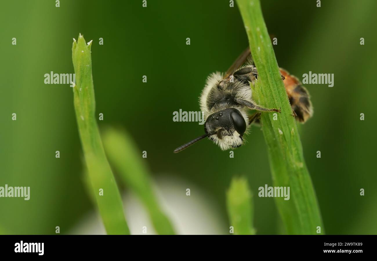 Natural closeup on a typical white snouted male Red girdled mining bee ...