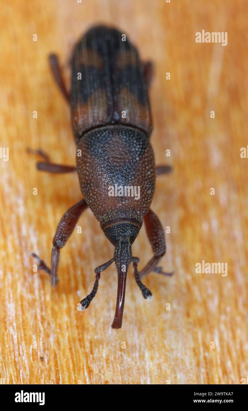 Diocalandra frumenti commonly known as the palm weevil borer, the lesser coconut weevil or four ...