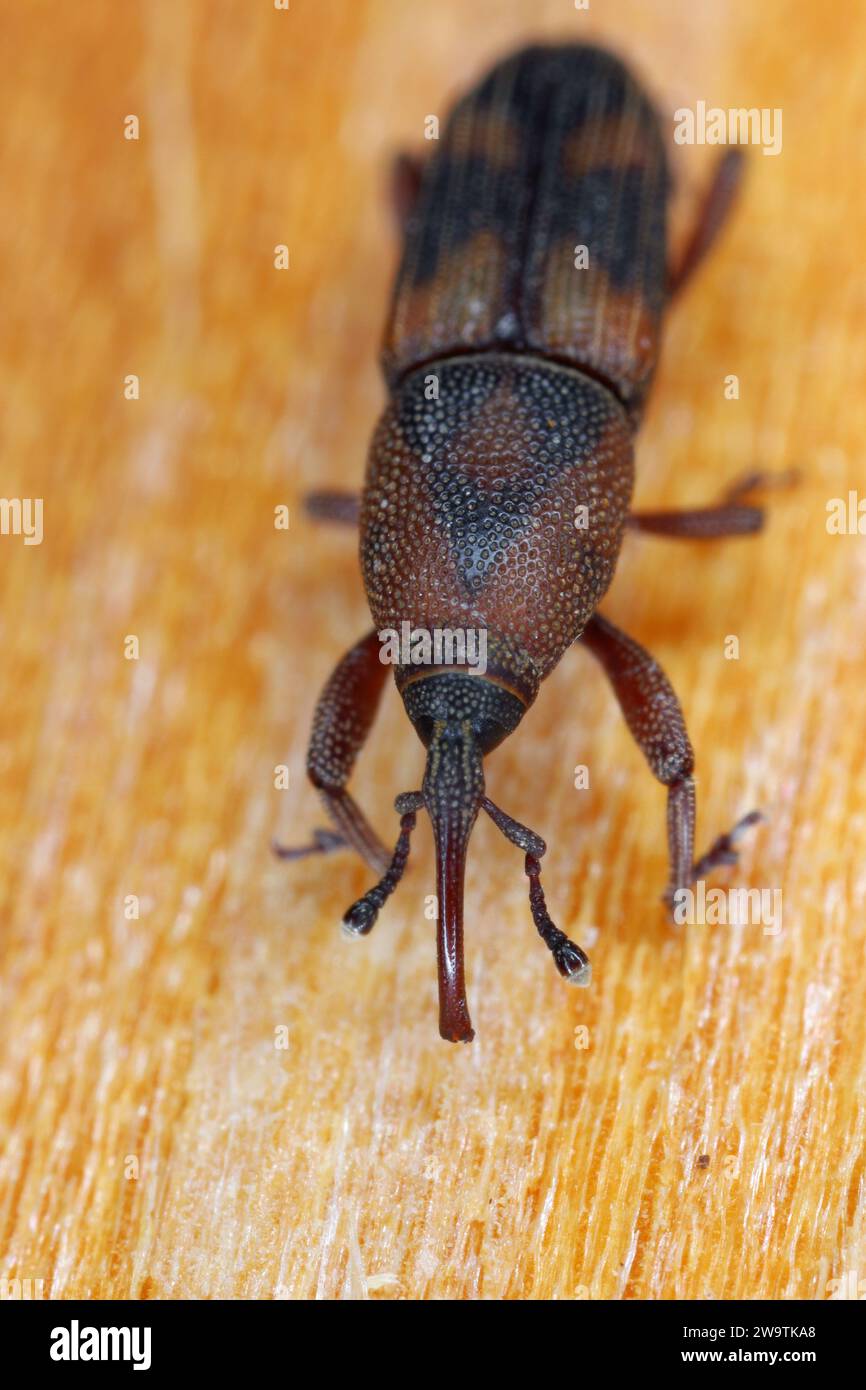 Diocalandra frumenti hi-res stock photography and images - Alamy
