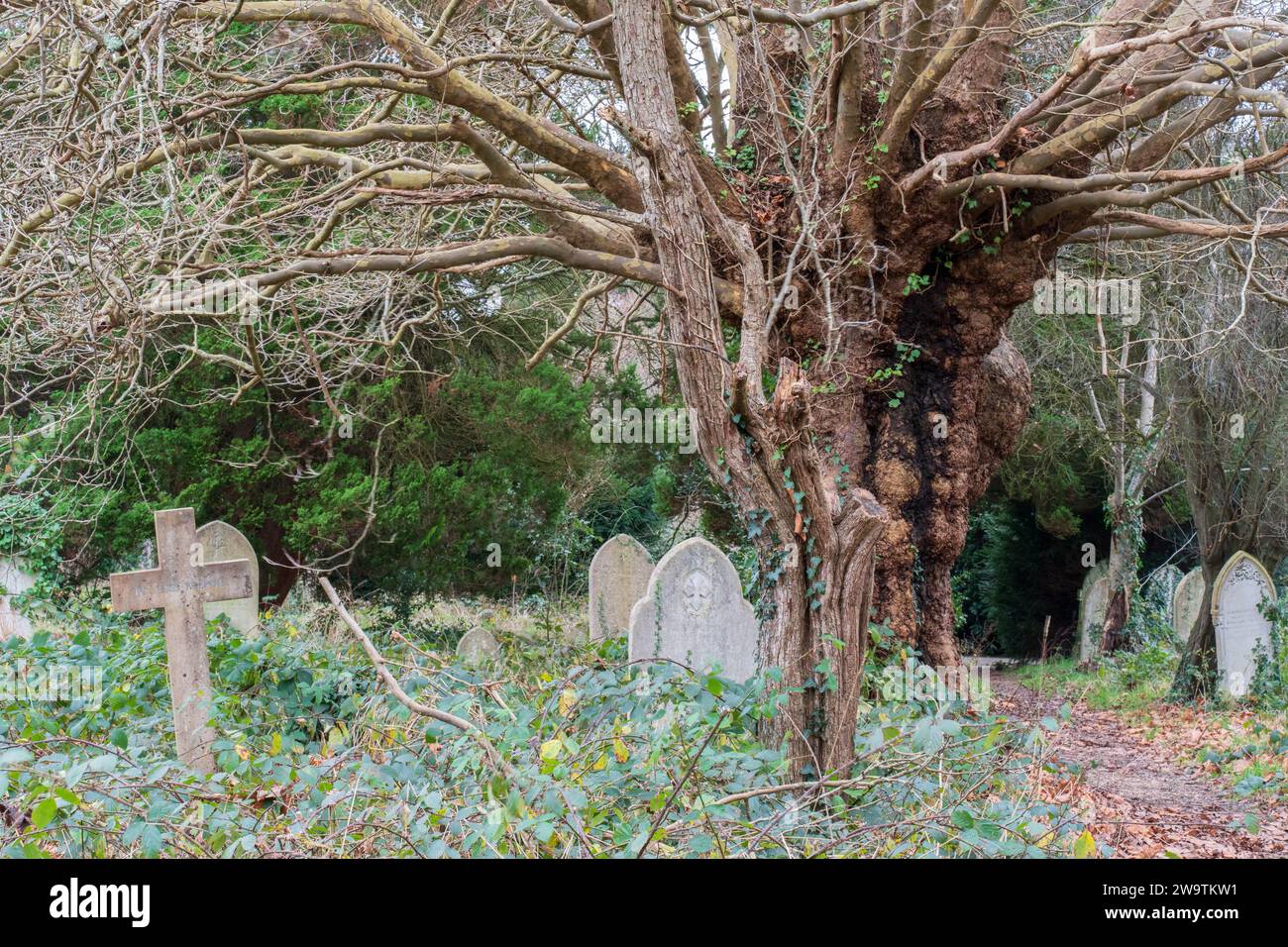 Southampton Old Cemetery Stock Photo - Alamy