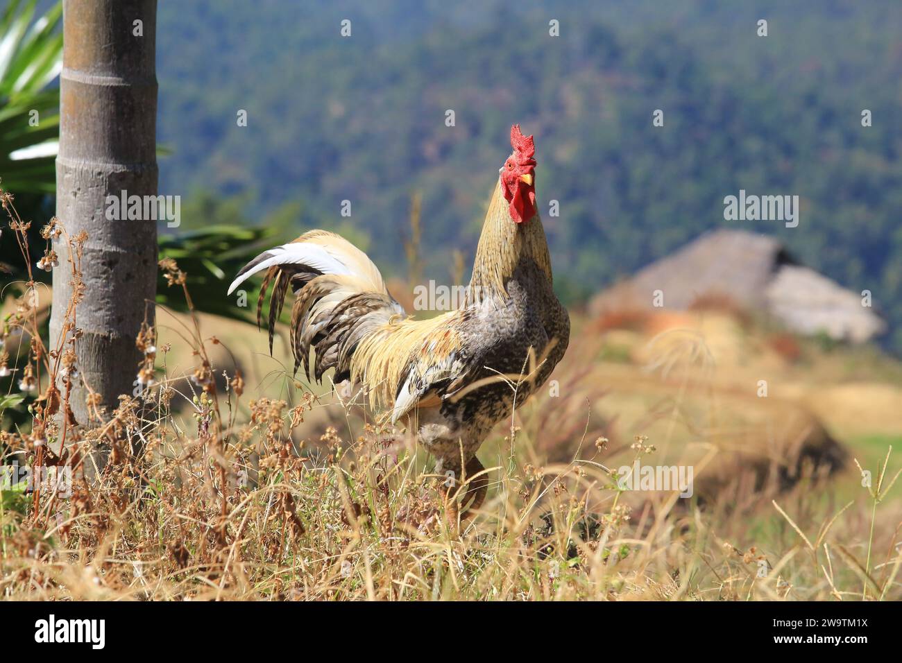 chicken walk around in the village of chiang rai, thailand Stock Photo ...