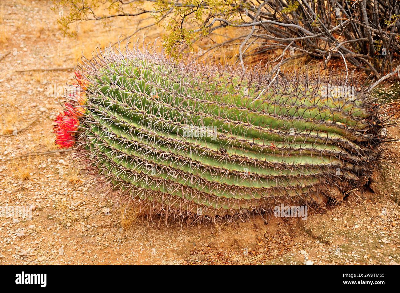 Ferocactus wislizenii close up hi-res stock photography and images - Alamy