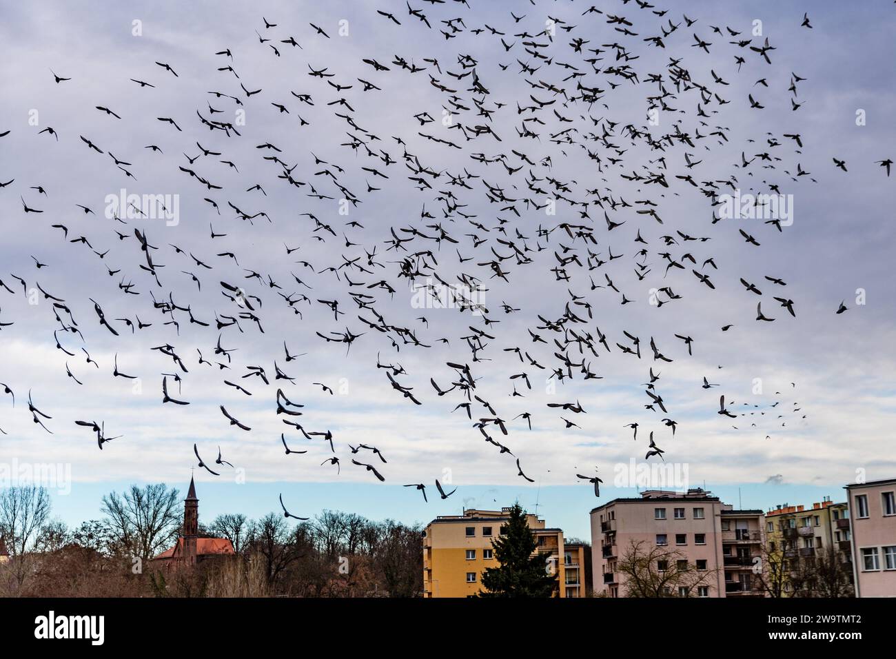 Guben, Germany. 30th Dec, 2023. Pigeons fly in the overcast sky over ...