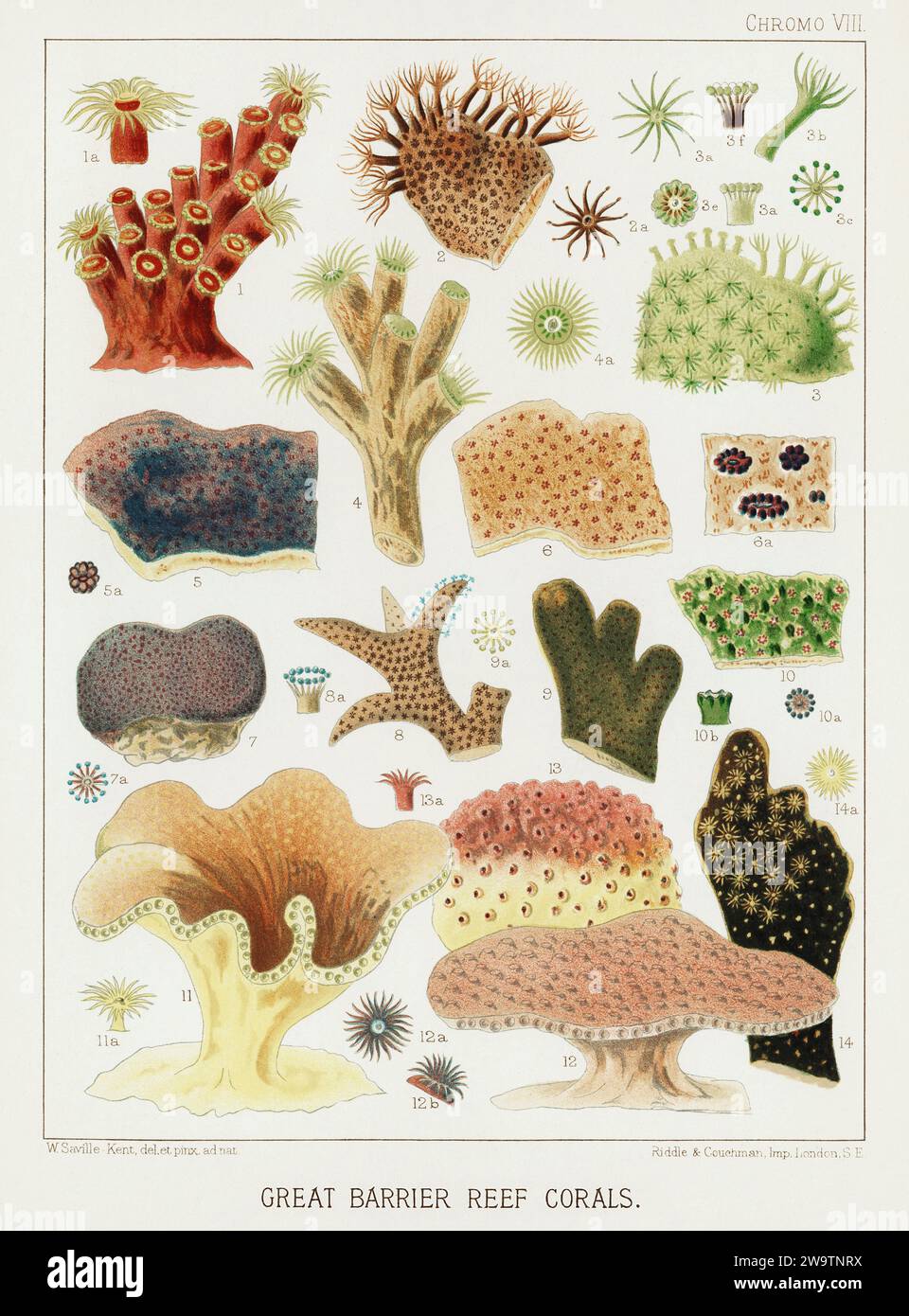 The Great Barrier Reef of Australia. A colorful plate of an antique ...