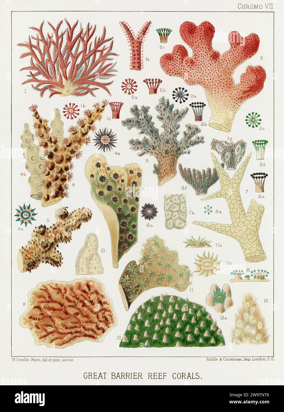The Great Barrier Reef of Australia. A colorful plate of an antique ...