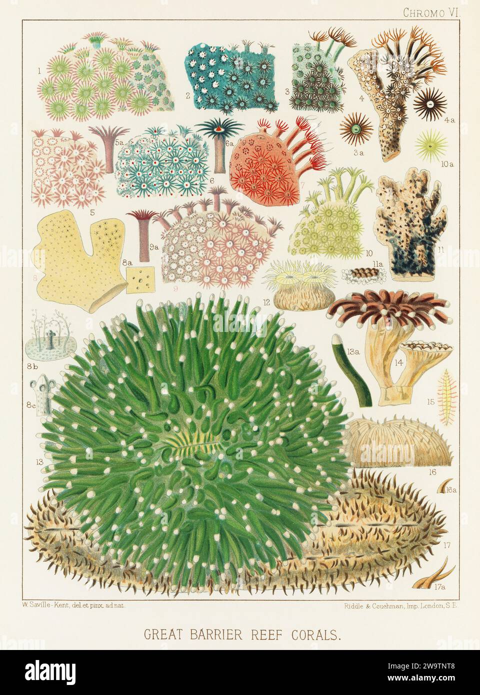 The Great Barrier Reef of Australia. A colorful plate of an antique ...
