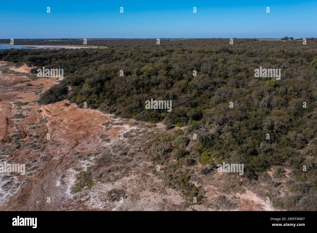 Pampas forest, Calden tree, Prosopis Caldenia, endemic species in La ...
