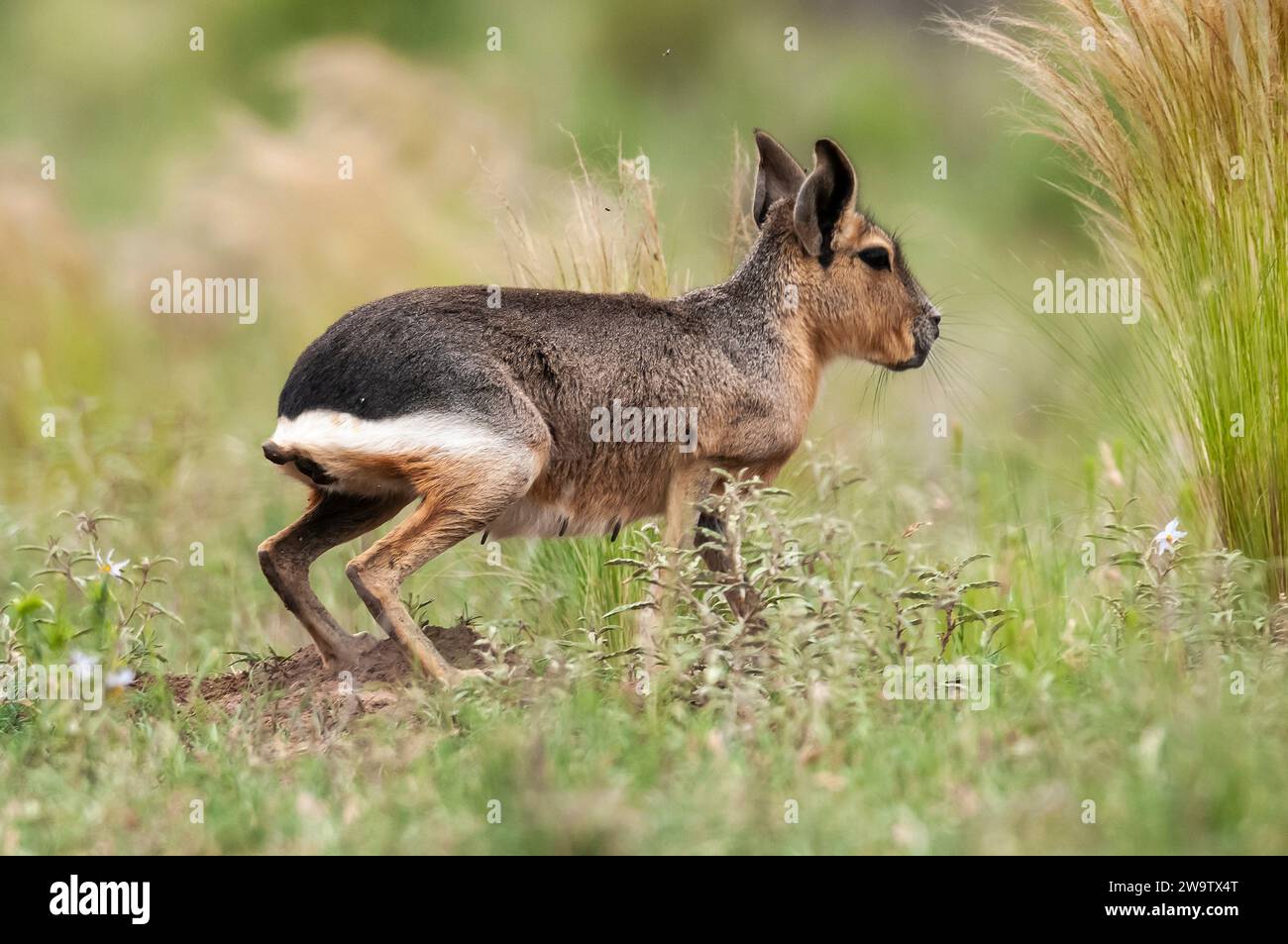 Patagonian cavi in Pampas grassland environment, La Pampa Province ...