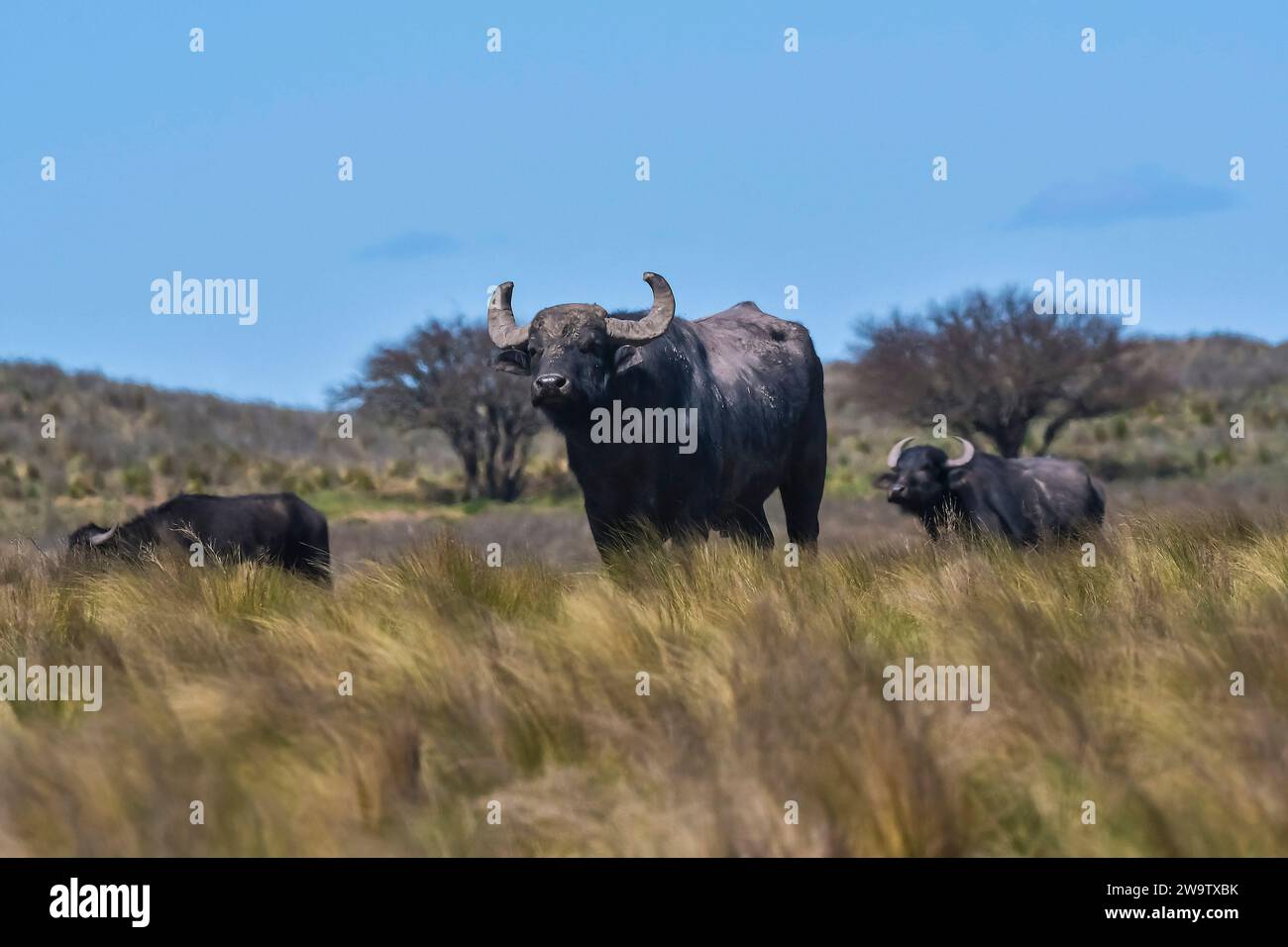 Water buffalo, Bubalus bubalis, species introduced in Argentina, La ...