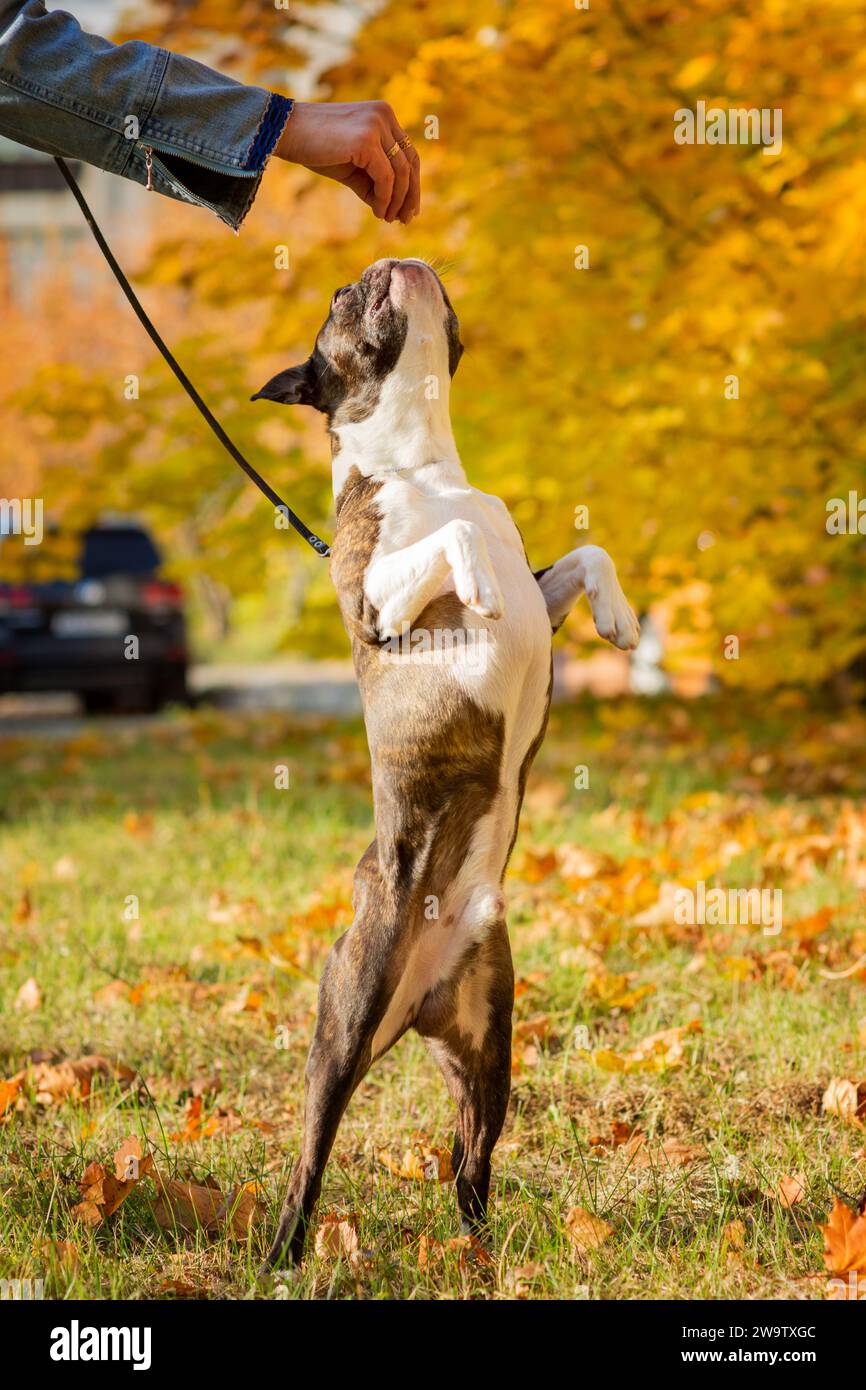 Boston terrier dog outside. Dog in beautiful red and yellow park in ...