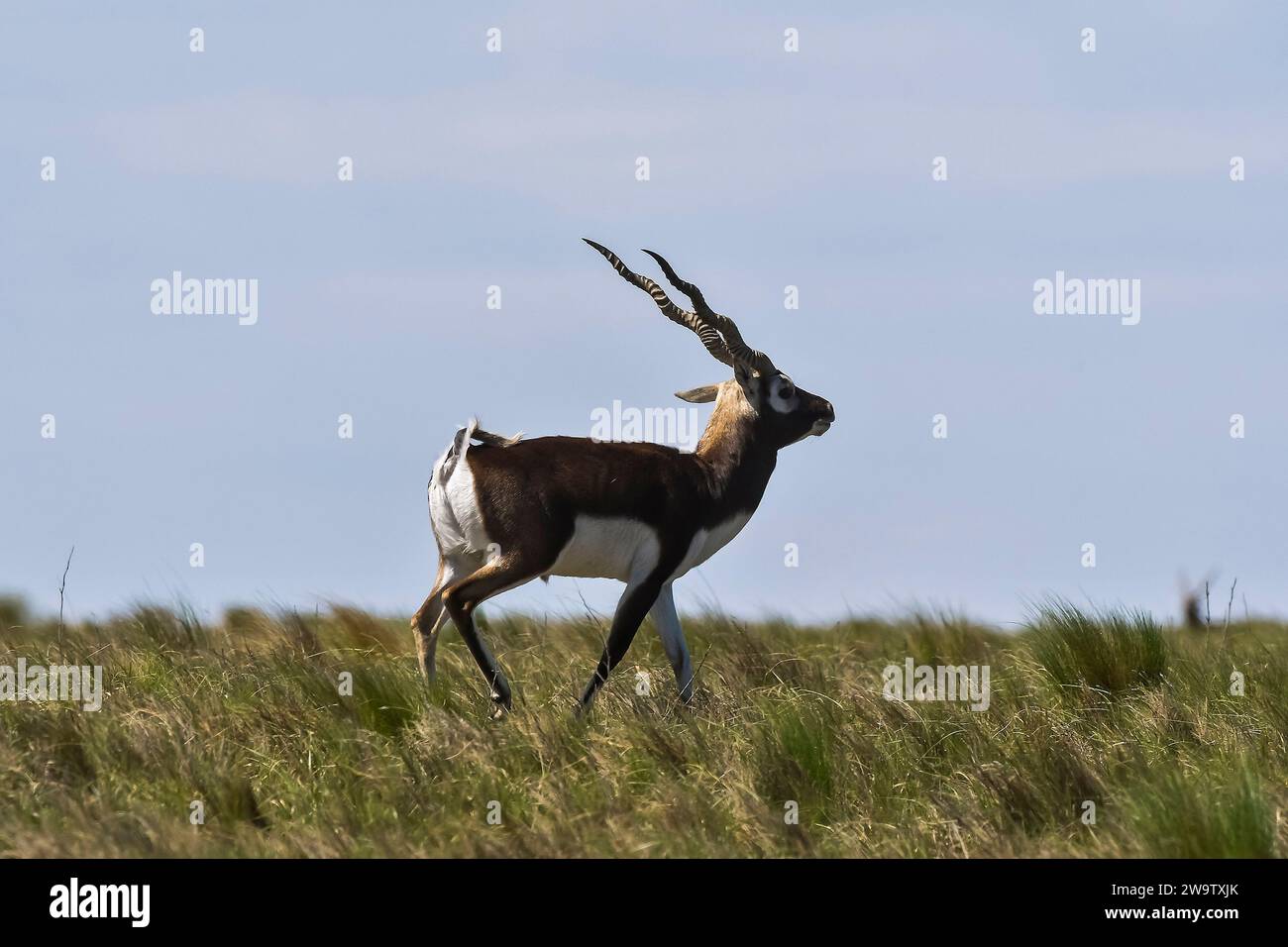 Male Blackbuck Antelope in Pampas plain environment, La Pampa province ...