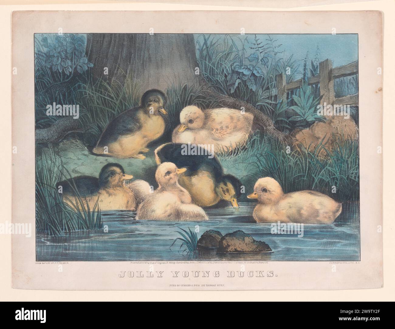 Jolly Young Ducks 1963 by Frances Flora Bond Palmer Stock Photo - Alamy
