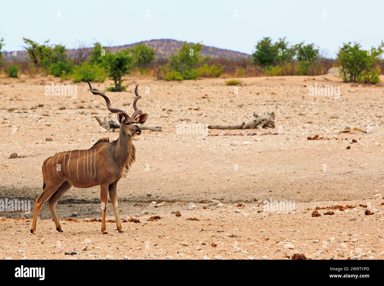 Lone Male Kudu with magnificent horns standing on the dry dusty plains ...