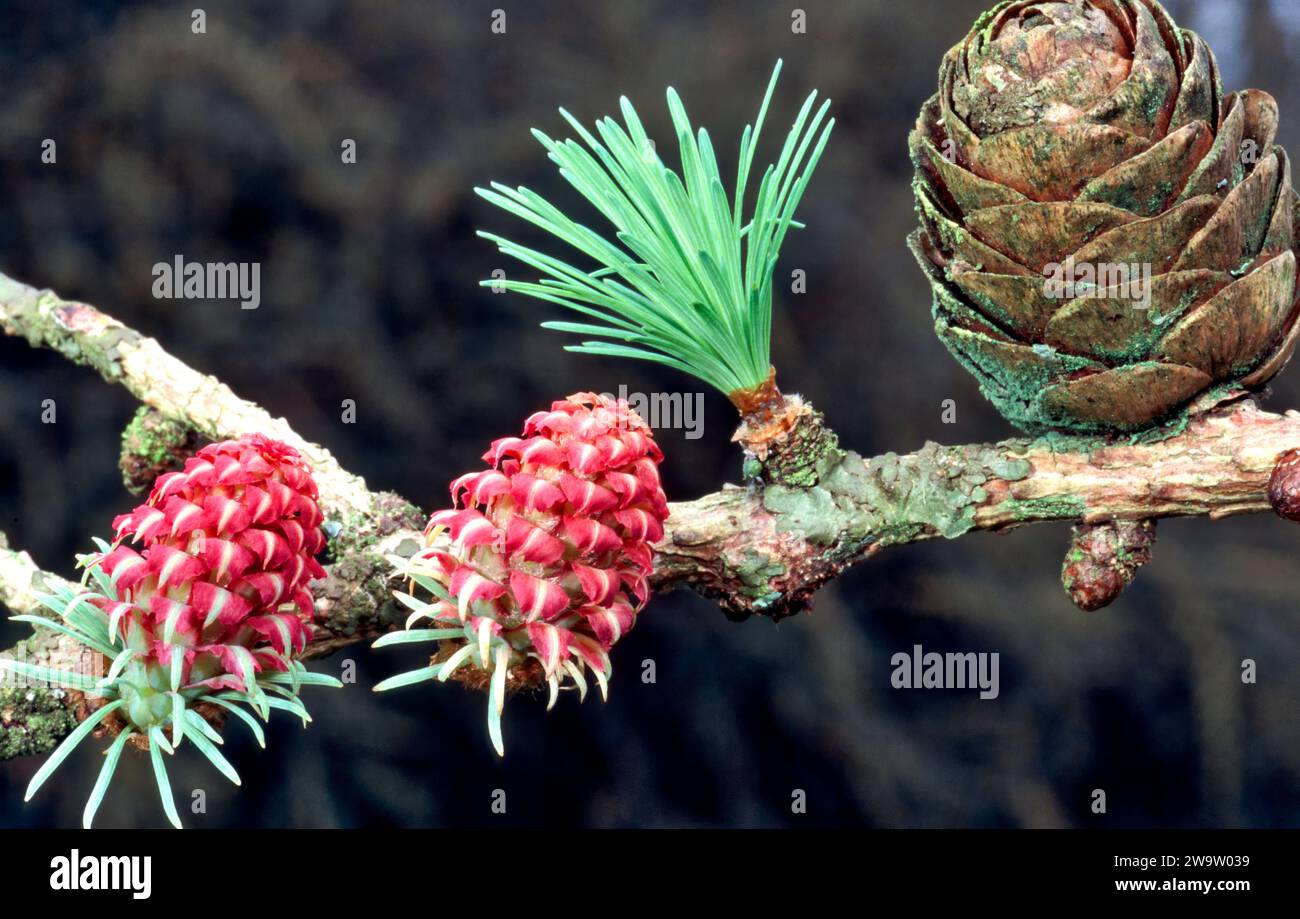 European Larch Larix decidua branch in Spring with red female flowers ...