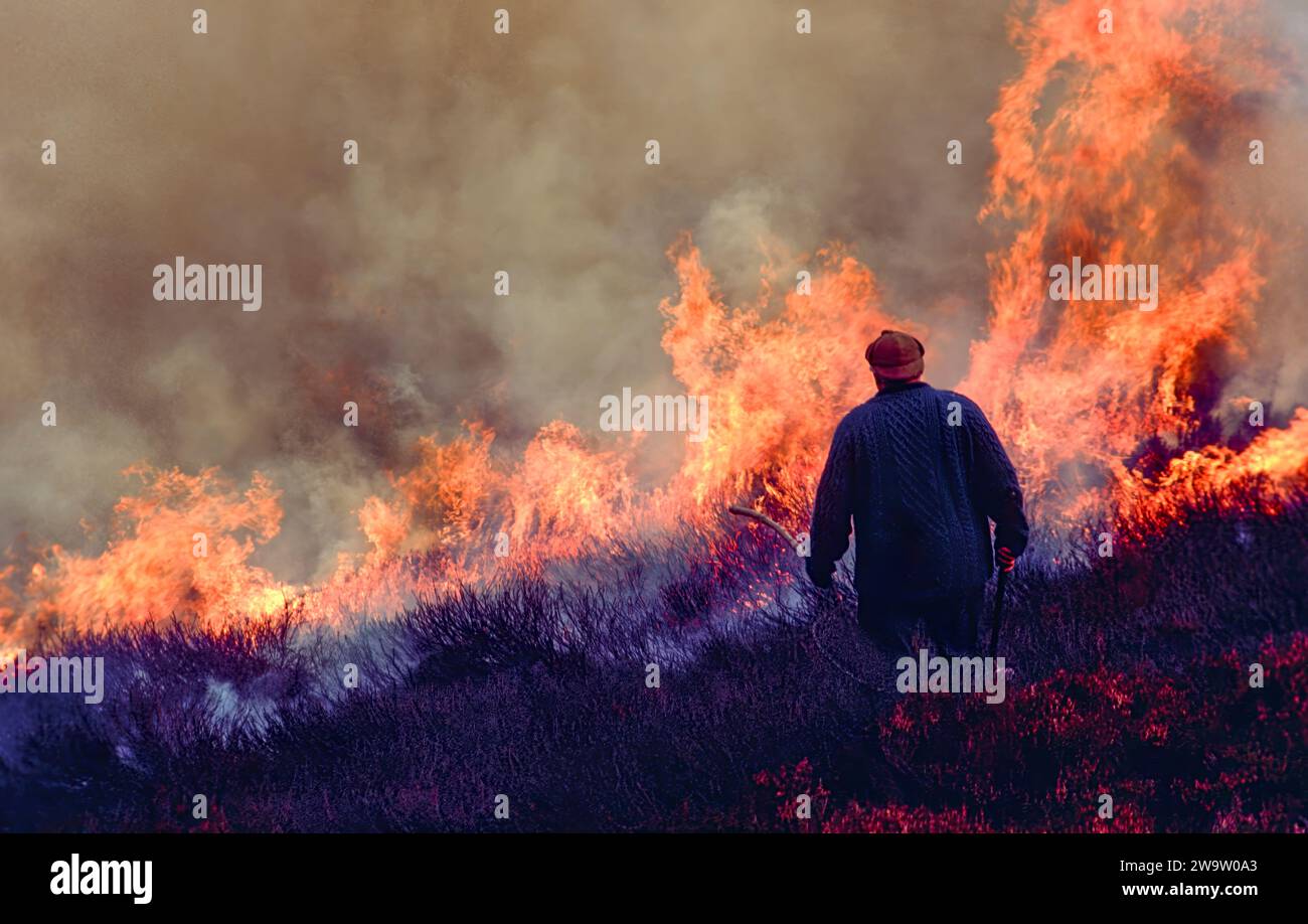Heather burning the traditional way with flames and smoke on an estate ...