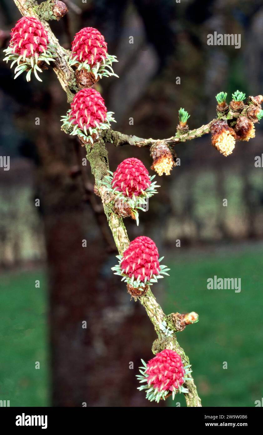 Larch Tree Larix decidua a small branch in Spring with red female ...