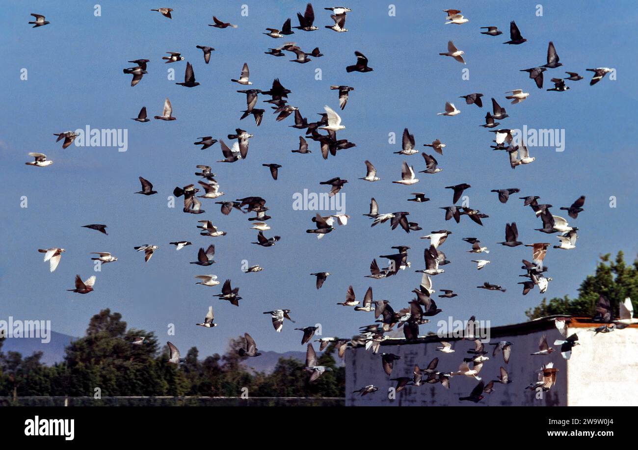 Racing pigeons in flight Saudi Arabia Stock Photo - Alamy