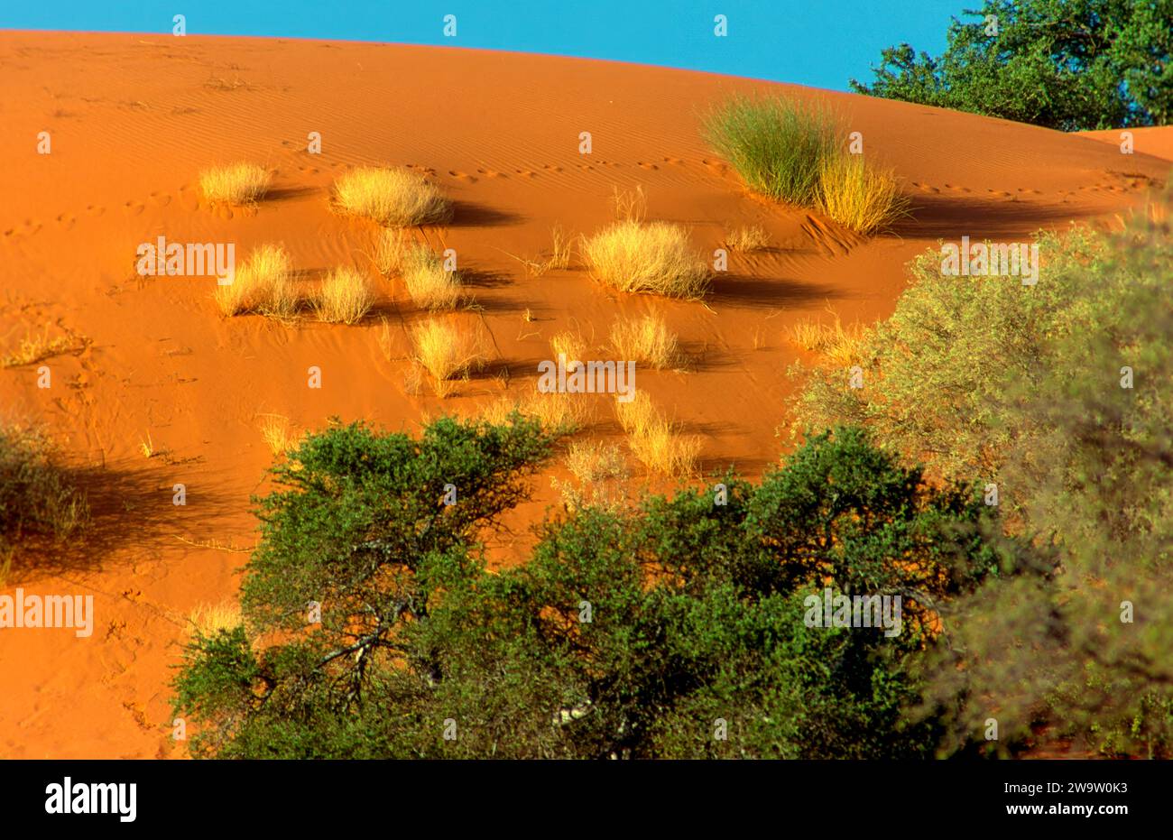Red sand dune with shrubs and grasses in the Kalahari Desert South ...