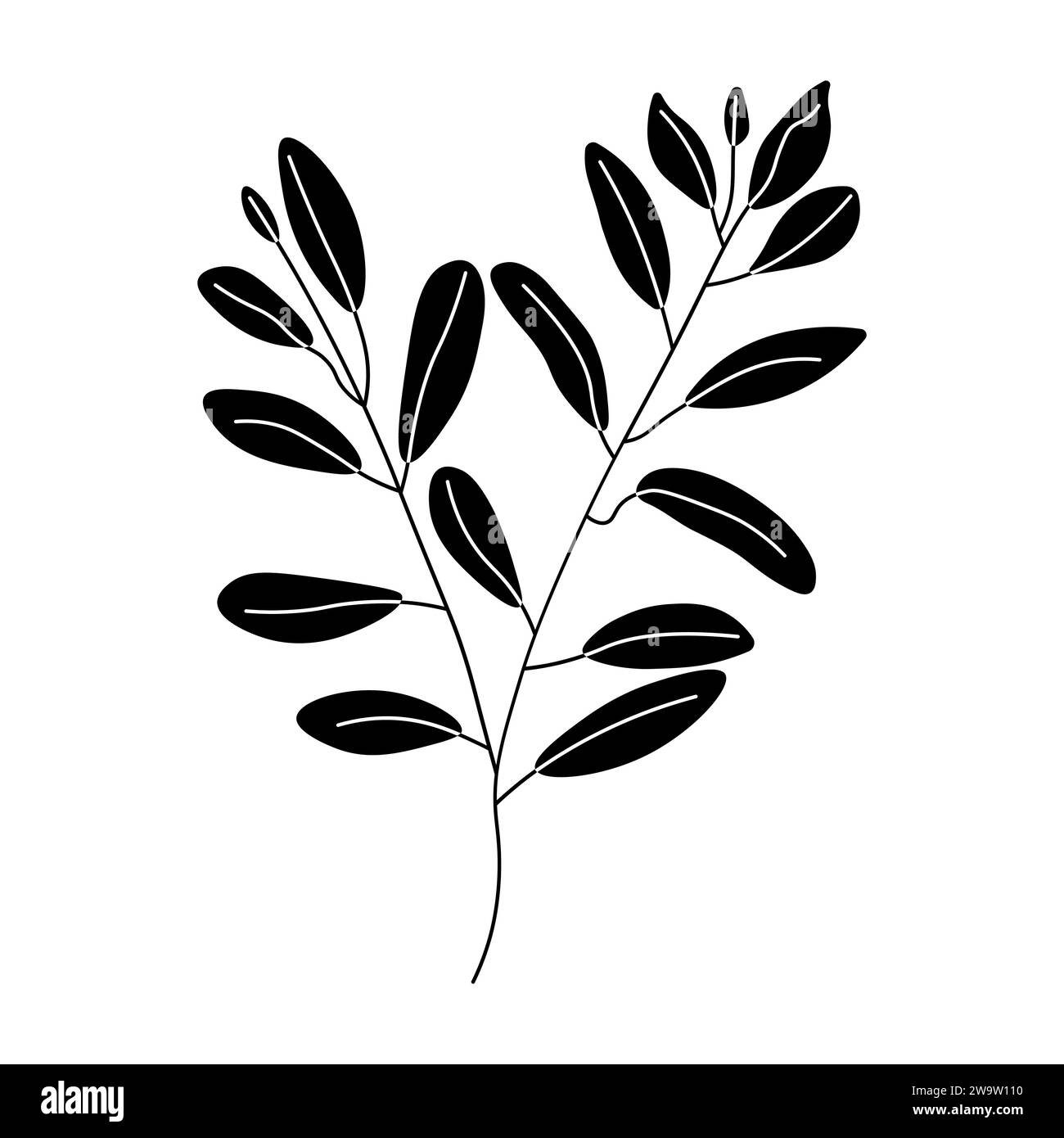 Eucalyptus flower background Black and White Stock Photos & Images - Alamy