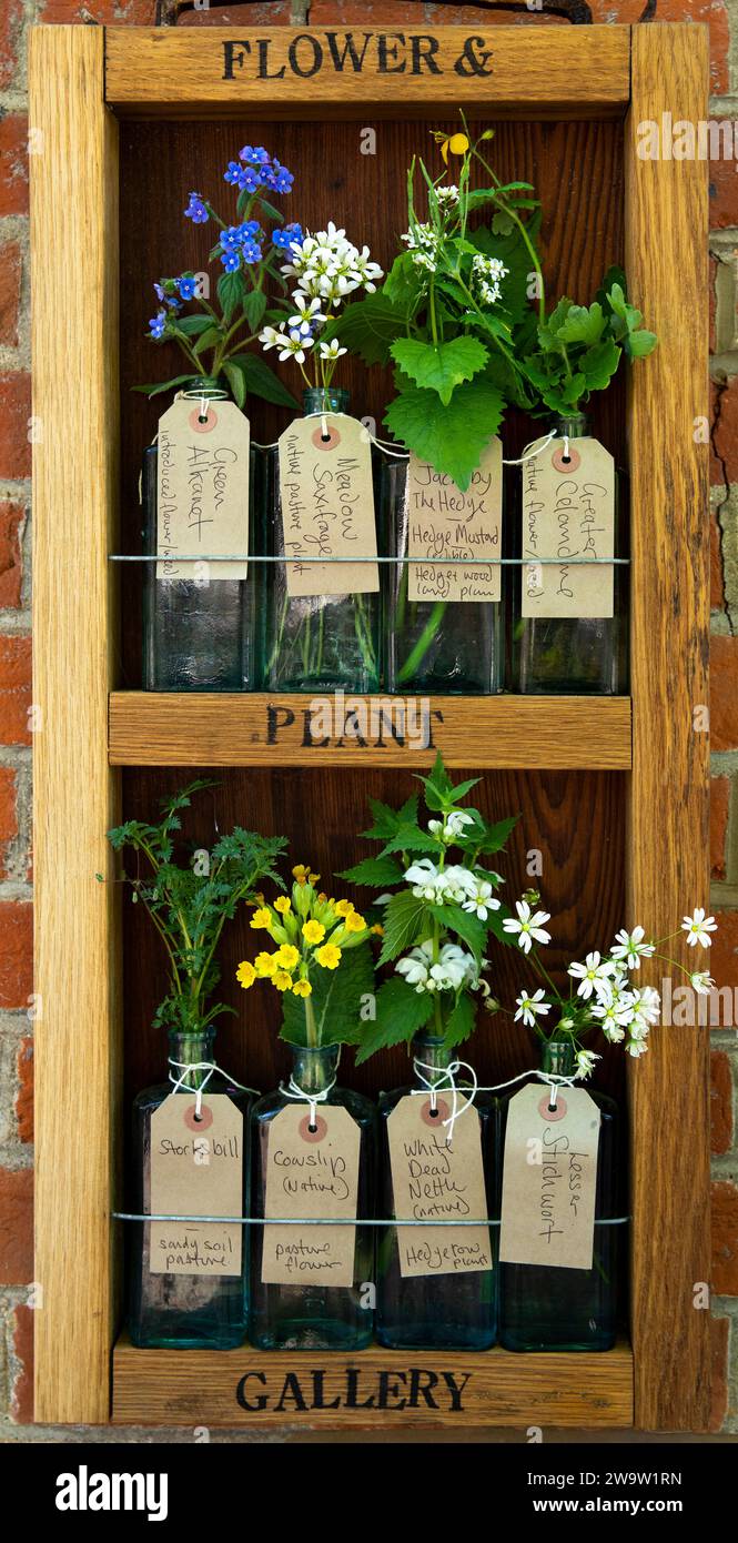 UK, England, Surrey, Compton, Watts Artists’ Village, wild flower in ...