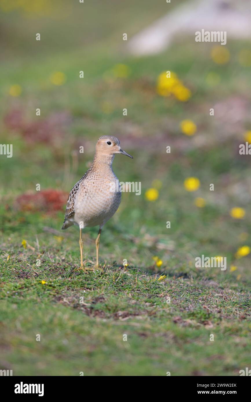 A vagrant juvenile Buff-breasted Sandpiper (Calidris subruficollis) on ...