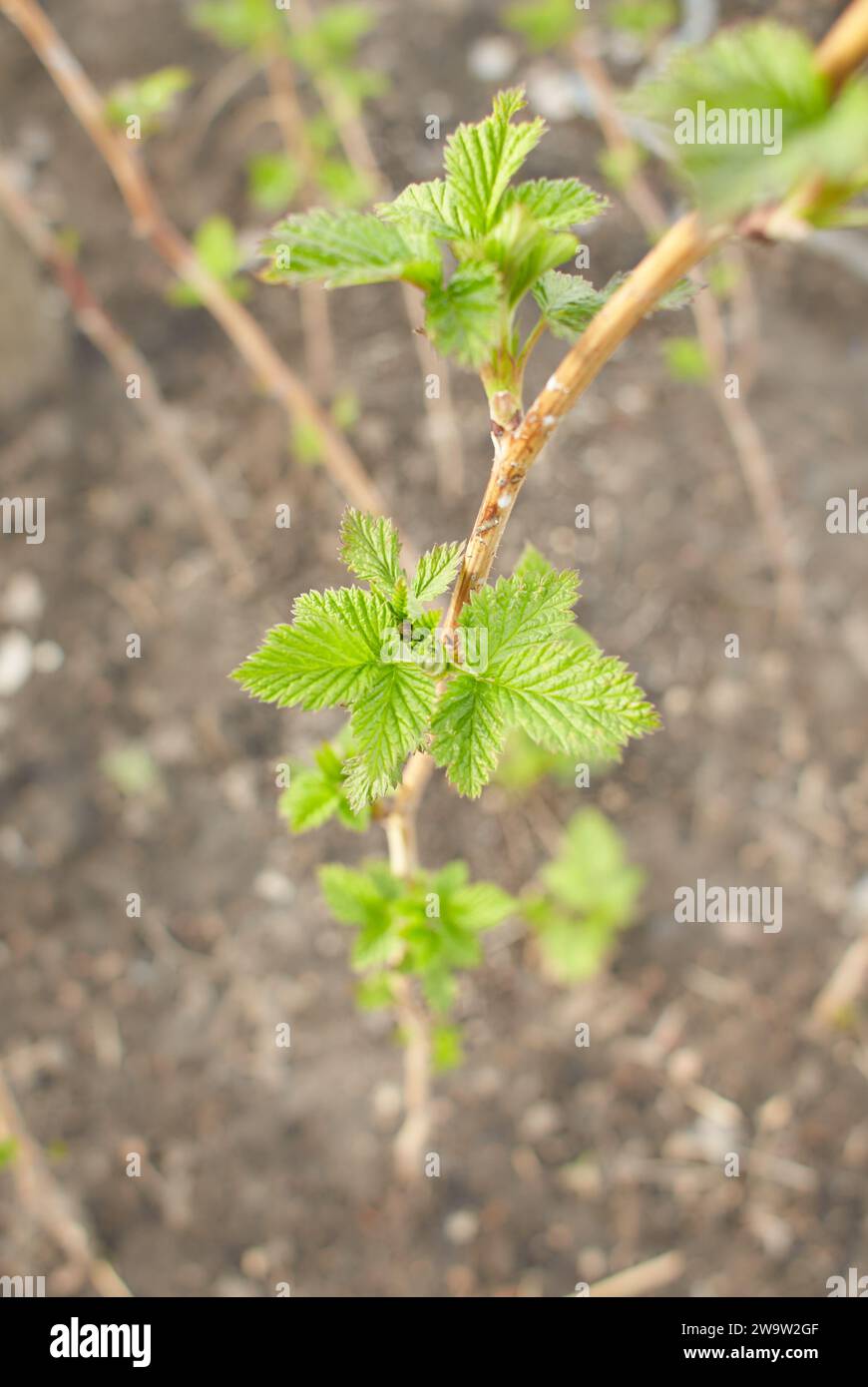 Branch of green fresh raspberries growing in garden. Red sweet berries ...