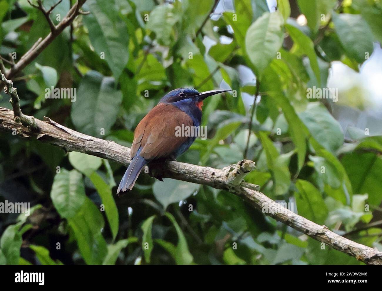 Merops mentalis hi-res stock photography and images - Alamy