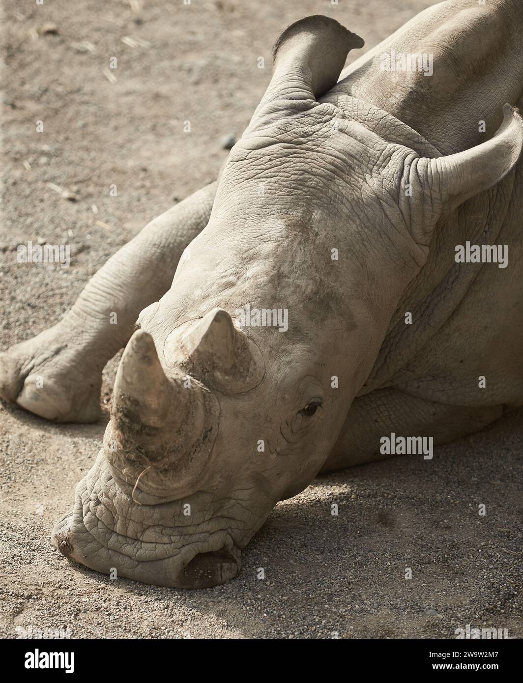 Sea rhinoceros hi-res stock photography and images - Alamy