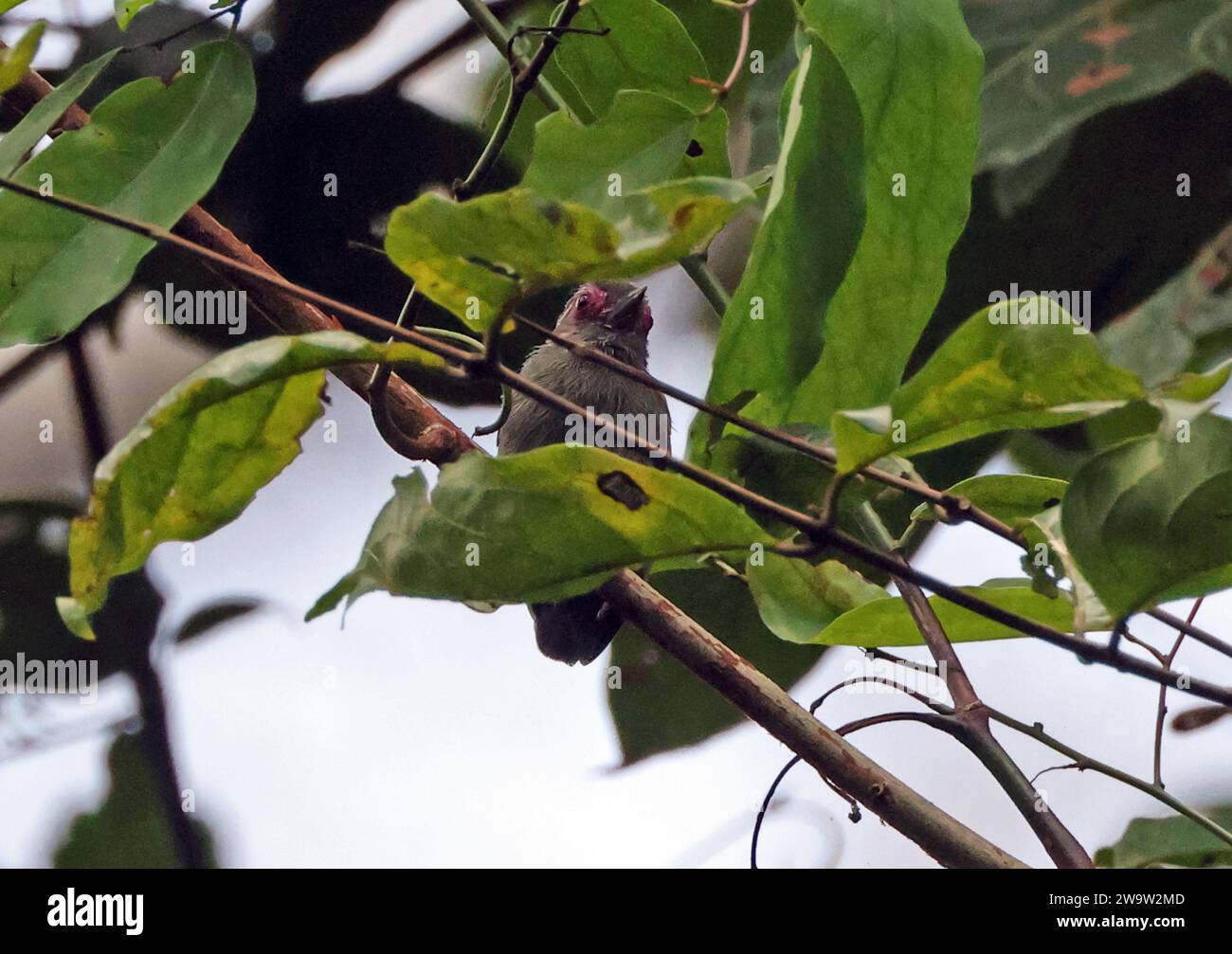 Verreauxia africana hi-res stock photography and images - Alamy